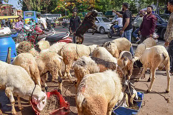 ED raids Hyderabad locations in Telangana sheep scam; loss may exceed ...