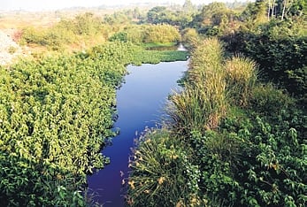 Expert panel to drive Arkavathi river rejuvenation
