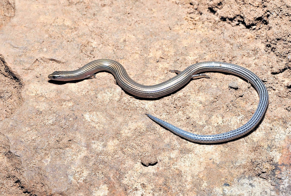 ZSI discovers new species of skink in Eastern Ghats