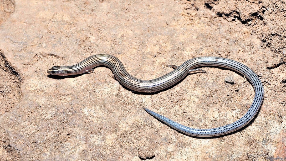 ZSI discovers new species of skink in Eastern Ghats