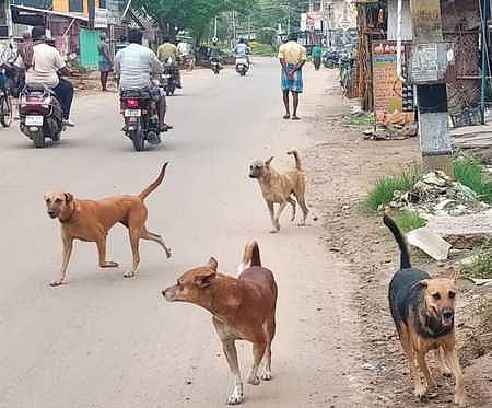 23 died of rabies in Kerala in seven months
