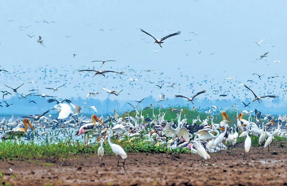 10 years, 10k participants and 7 lakh checklists: A birding project that drew more people to ...