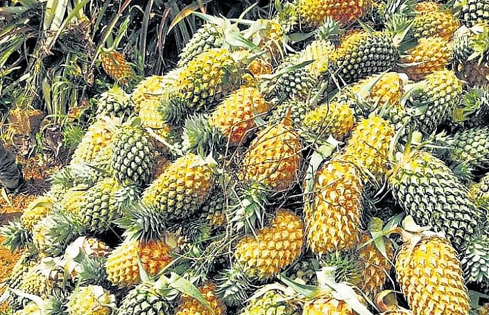 Pineapple price hike turns bitter for Kerala's Vazhakulam farmers