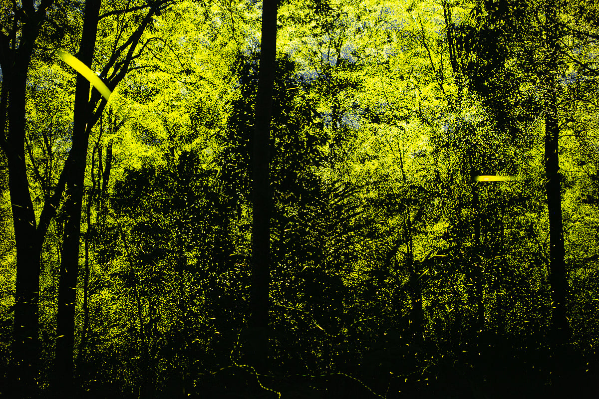 Are we truly the last generation to witness fireflies? Here's what you ...
