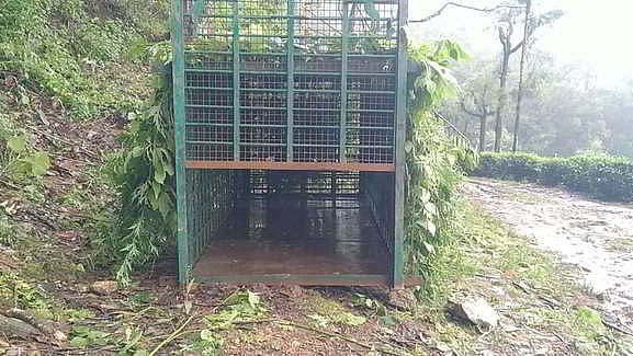 Forest officials set up cage, step up monitoring after leopard kills four-year-old in TN's Valparai