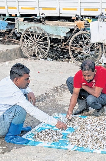 Chasing the catch, barefoot in the grind