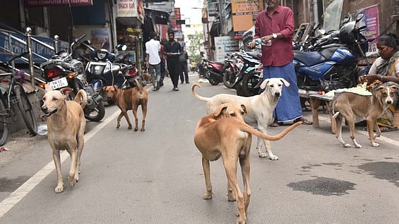 67 dog bite cases reported in one day from Kalyan and Dombivli towns in ...