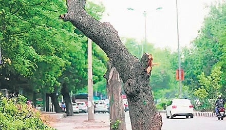 Implement SOP for tree felling and transplantation: Delhi HC