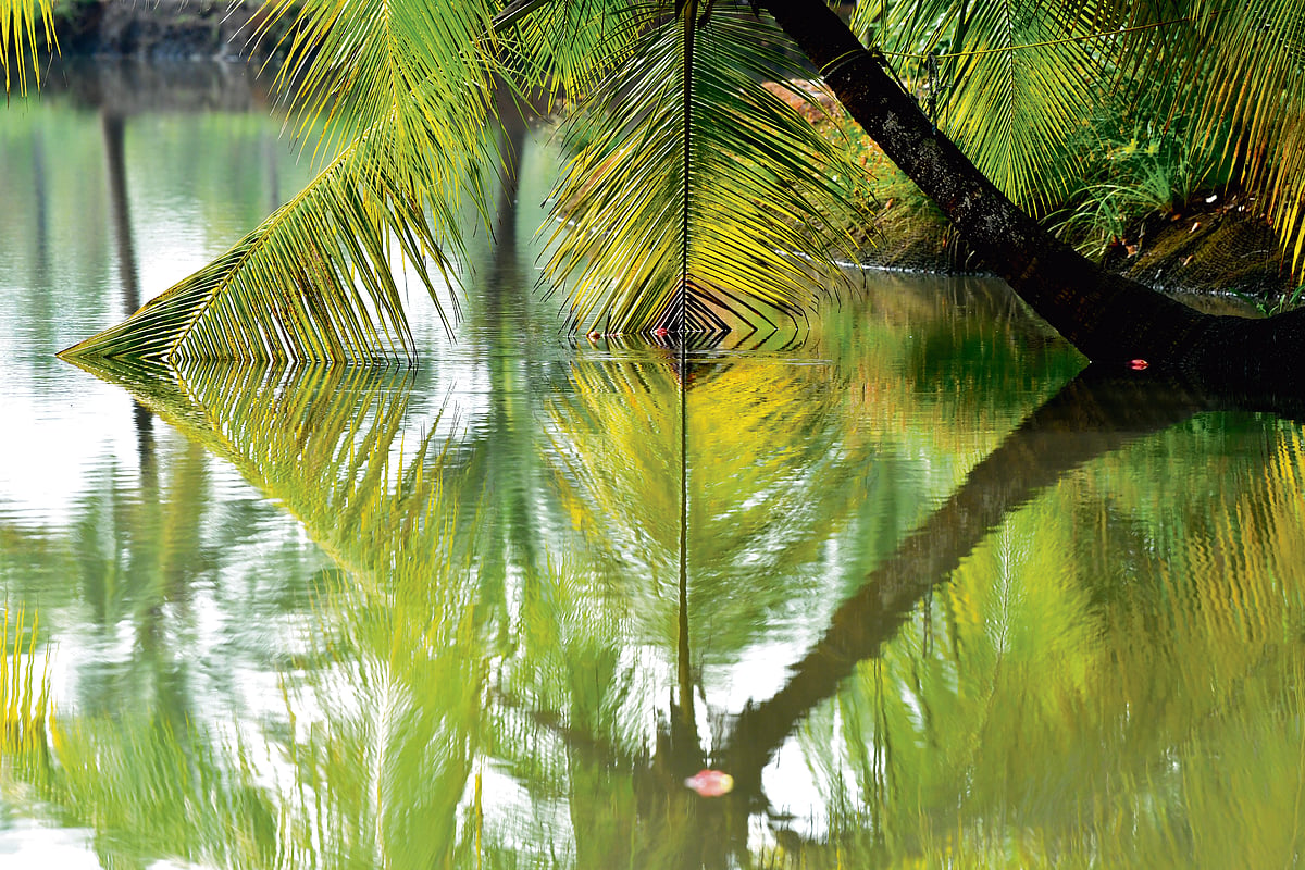 IN PICS: Nature's monsoon art show in Kerala