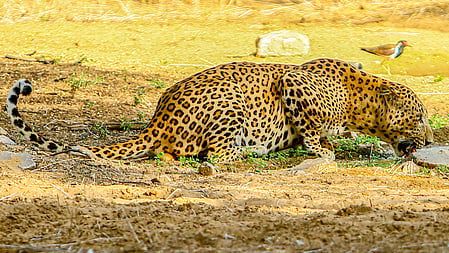 Post-Valparai leopard attack: Panel to tackle human-animal conflict formed