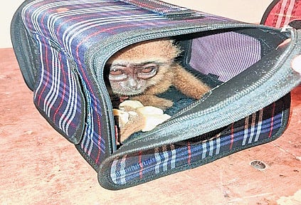 Customs foil smuggling of exotic monkeys, gold in Chennai airport