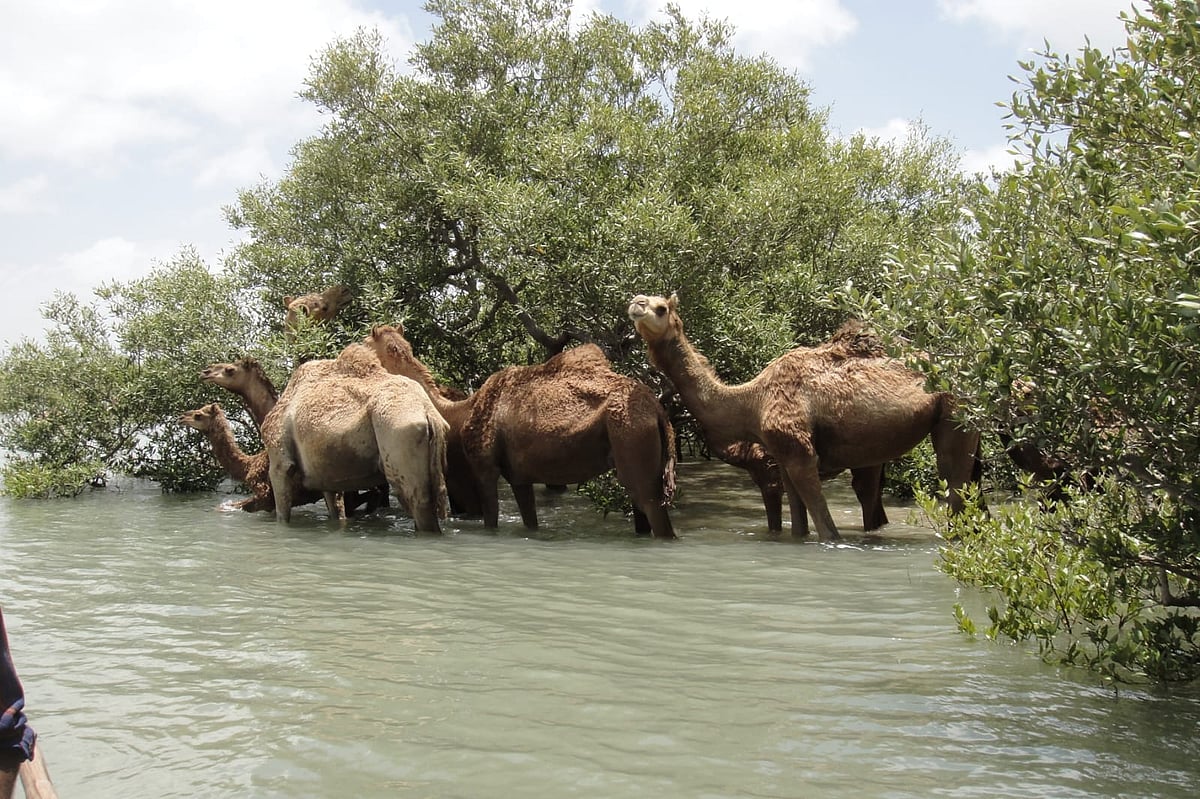 Iconic swimming camels face extinction threat as illegal salt pans ...