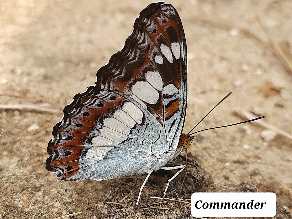 Colourful Monkey Puzzle butterfly spotted in MP's Pench Tiger Reserve