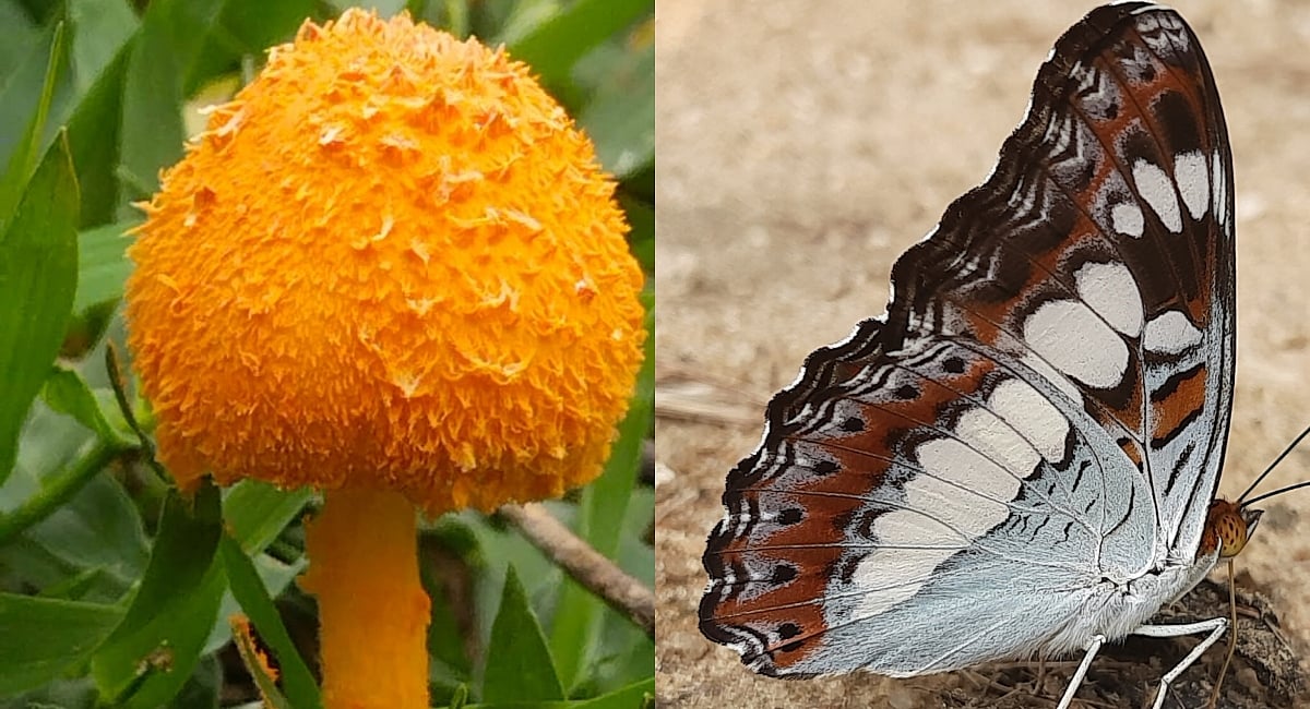Colourful Monkey Puzzle butterfly spotted in MP's Pench Tiger Reserve