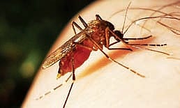 AI-based SMoSS to control mosquito menace soon