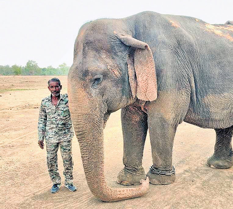 Centenarian Vatsala, perhaps world’s oldest elephant, dies at Panna Reserve