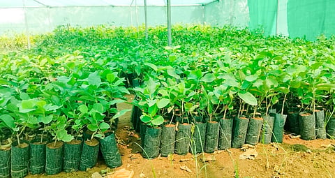 Horticulture mission to back project for FPOs