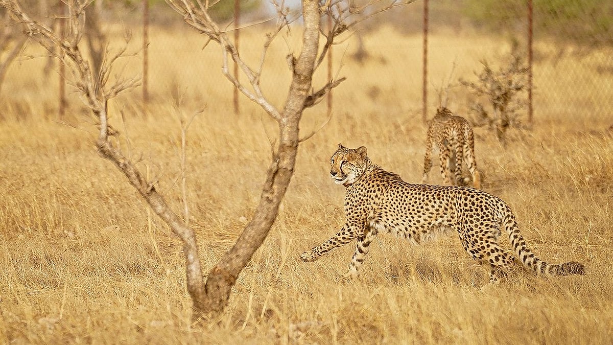 Two South African cheetahs new solution to Nilgai menace in western ...