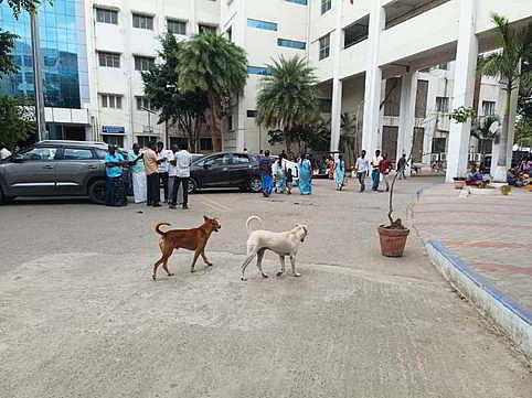 Stray dog menace raises safety concerns at CMCH