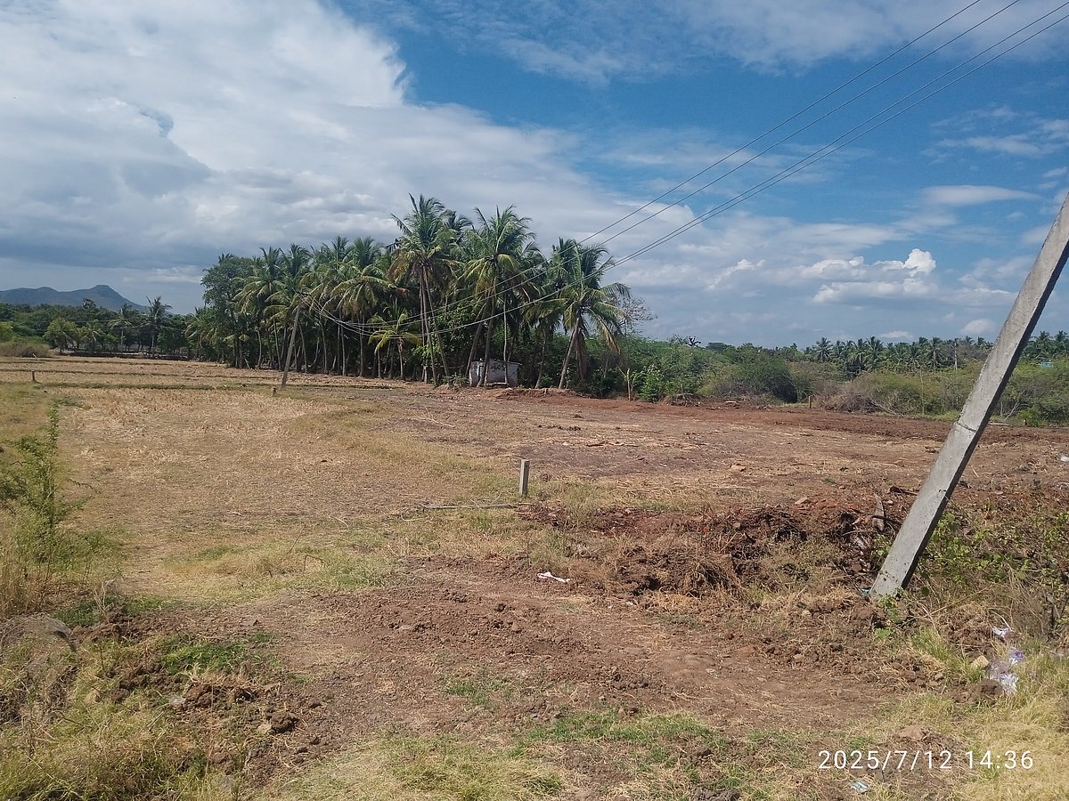 Vadipatti villagers in TN irked over sagging EB lines