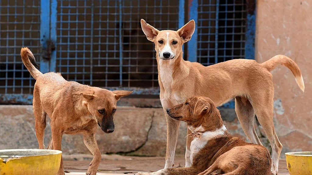 Dogs from GP limits stray into Bengaluru areas, spark rabies fear
