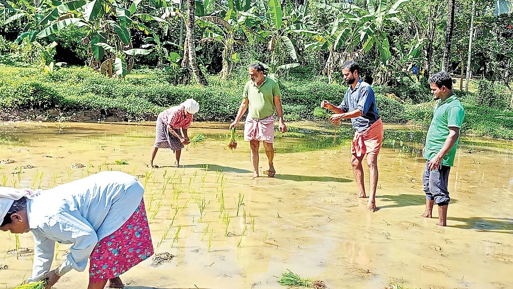 Kerala’s agri tourism lifts fortunes of villages