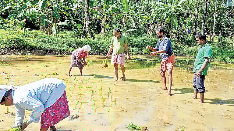 Kerala’s agri tourism lifts fortunes of villages