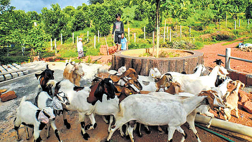 Kerala’s agri tourism lifts fortunes of villages