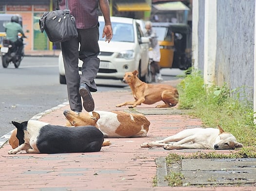 Animal welfare groups to sue Kerala govt over euthanasia plan for stray ...