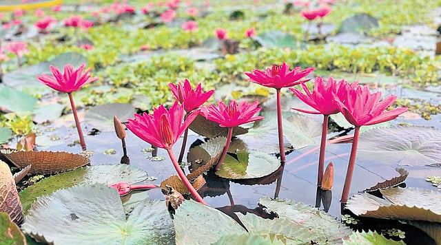 Flower power! Water lilies help bloom a sleepy village in Kottayam