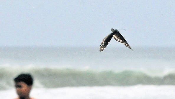 Butterflies storm north Tamil Nadu as intense rain hits Western Ghats