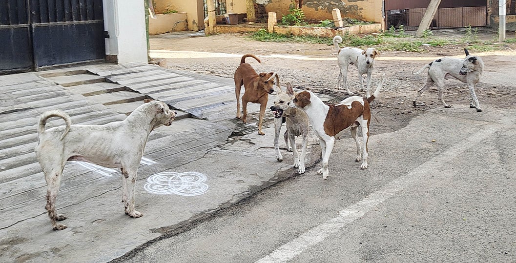Thirumangalam residents seek ABC centre to control stray dog menace