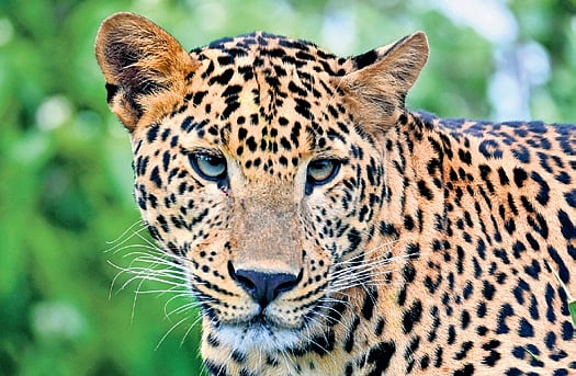 Nod sought to capture leopard sighted in Ooty town limits