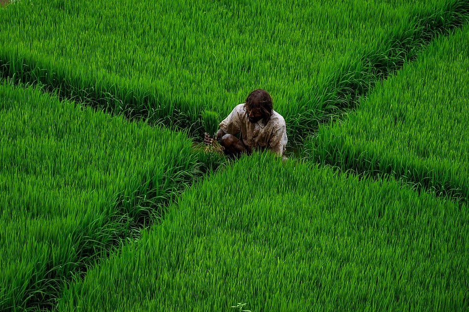 Lax monitoring by TNCSC emboldens traders to sell paddy at DPCs: Farmers