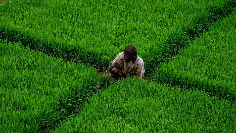 Indigenous paddy cultivation expanded to 8,300 ha in Sundargarh