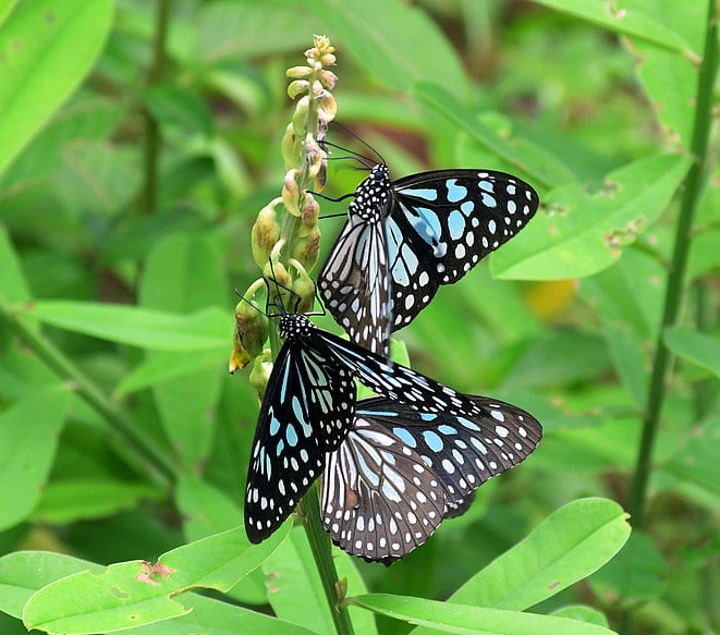 Butterflies migrating to escape climate change