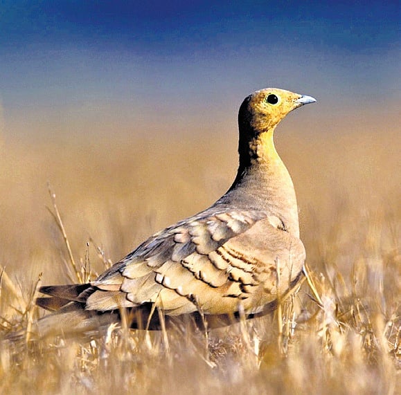 New study documents 452 bird species across Telangana, including first ...