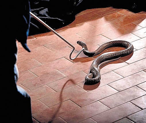 Reptile rescue: Kerala teachers to receive training to catch snakes ...