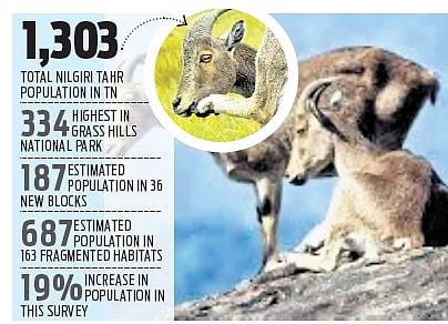 Nilgiri Tahr population hits record 2,655 across TN, Kerala; fragmentation remains key threat