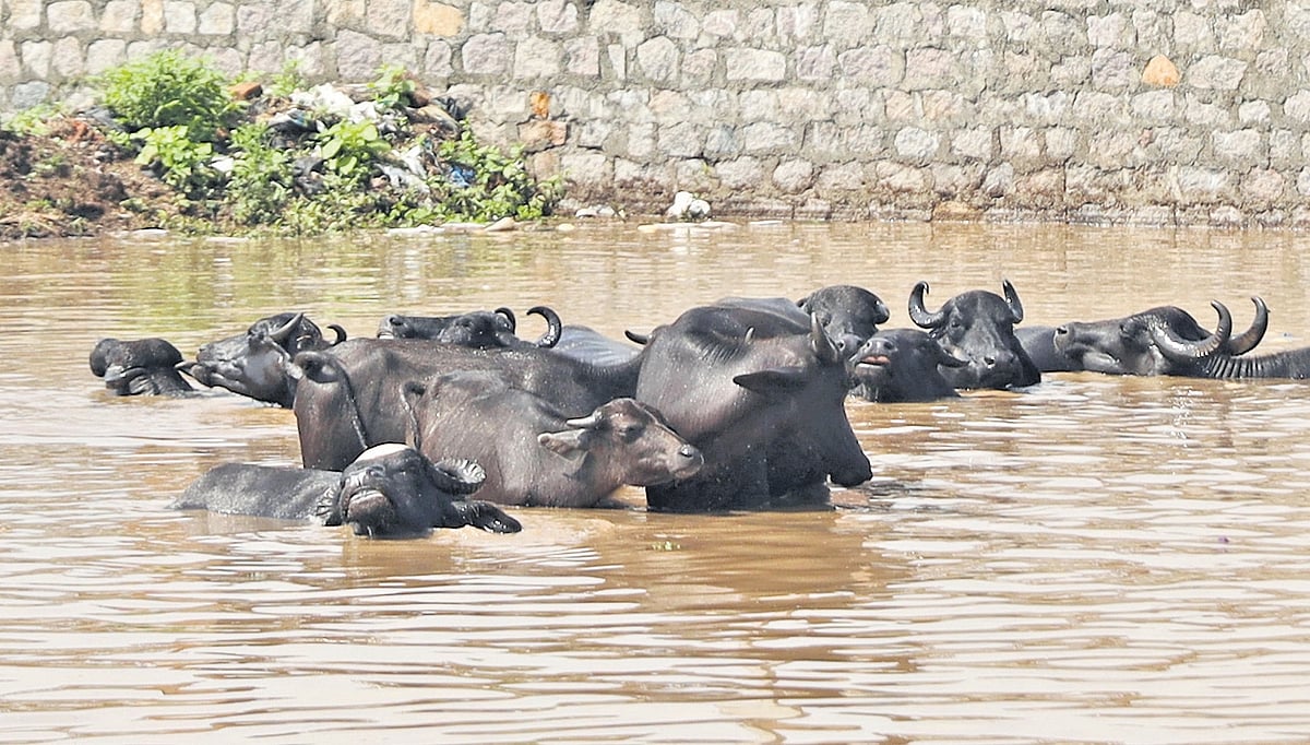 Rain turns Batasingaram fruit market into slushy mess; exposes lack of ...