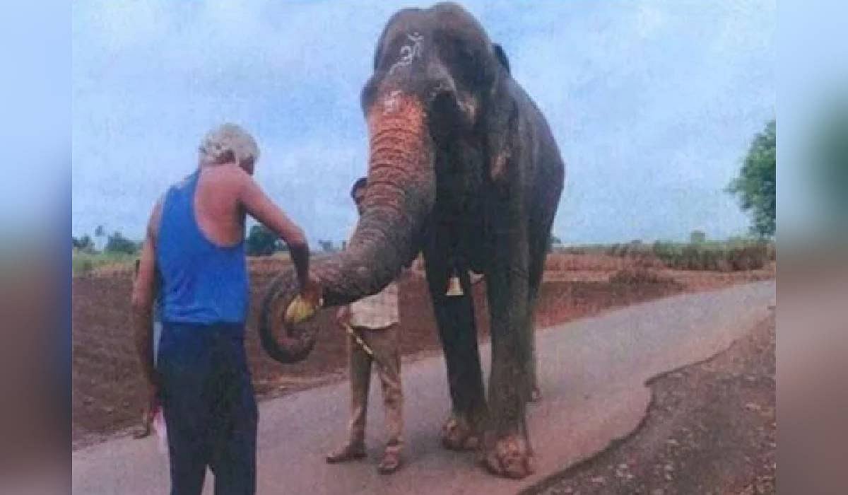 Maharashtra CM Fadnavis holds meeting with Vantara zoo to bring back ...