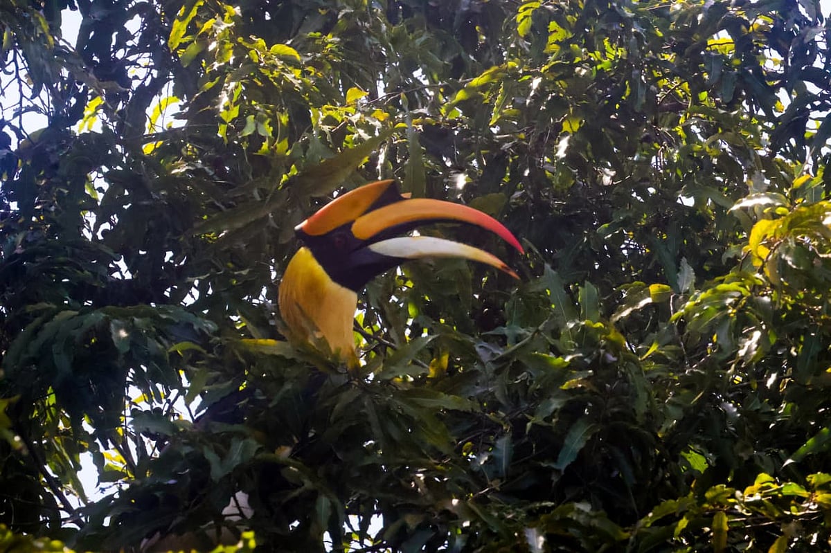 Great Hornbill sighted on Kerala's sandy coastal stretch in rare phenomenon