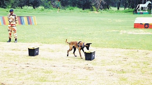 Sniffer dogs to aid foresters curb smuggling at Kawal