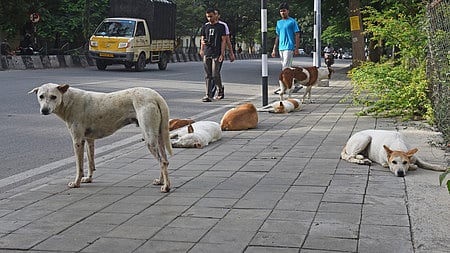 Debate on sheltering stray dogs intensifies in Kovai after SC order in ...