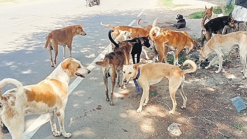 Minister KN Nehru says Tamil Nadu government will remove stray dogs ...