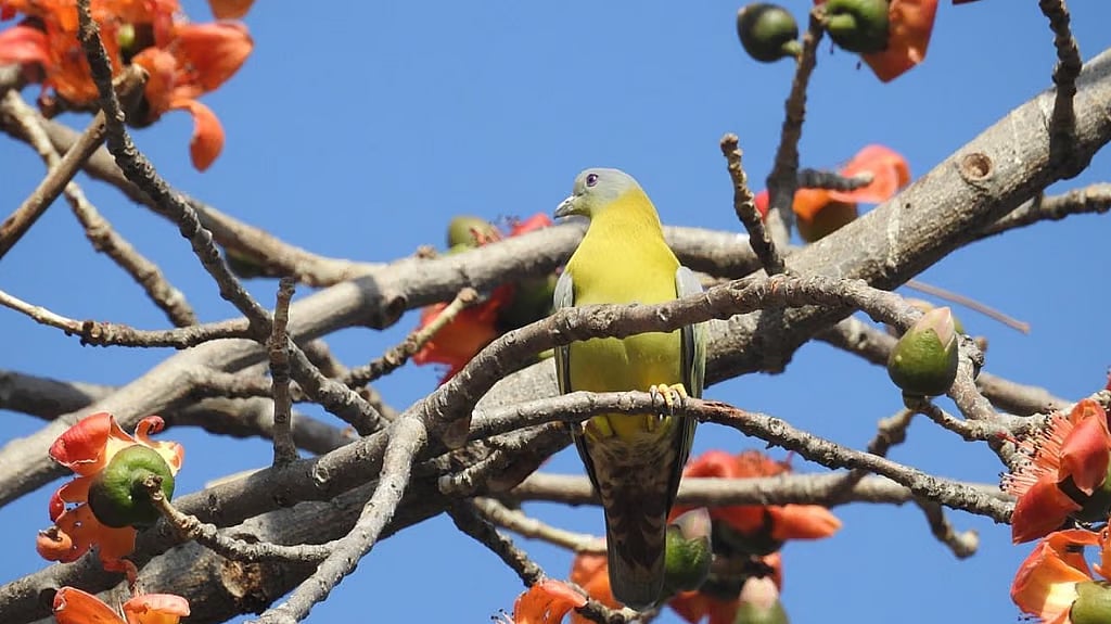 Learn from the Fortitude of Animals