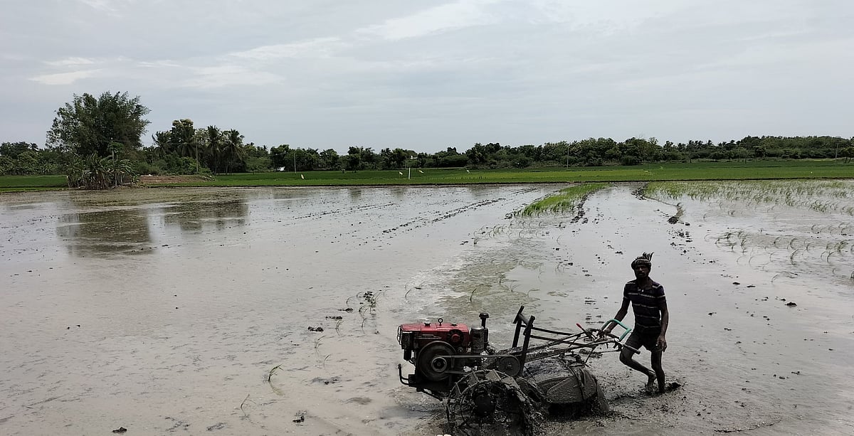 Rain boost for kuruvai paddy cultivation, samba preparation in delta