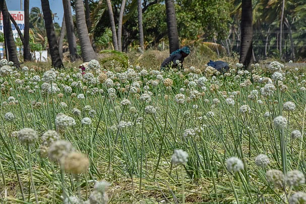 Central team reviews performance of crops under NFSNM and NMEO in ...