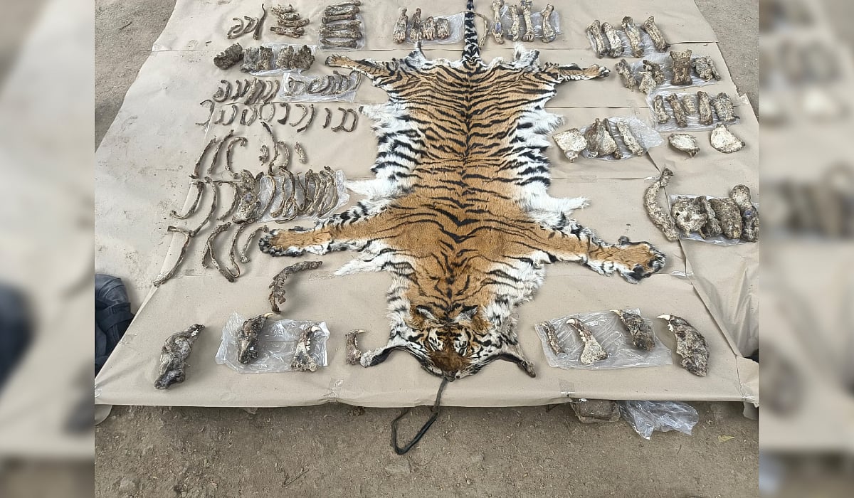Six Bawaria poachers get three years jail in landmark Tamil Nadu tiger ...