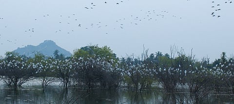 Elathur Lake in Erode declared Tamil Nadu’s third Biodiversity Heritage ...